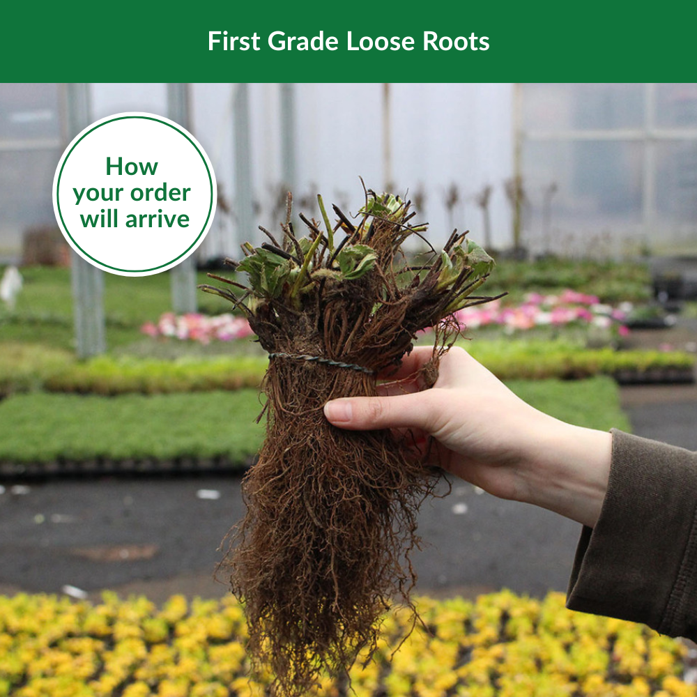 Shop Fragaria Senga Gigana | J Parker's Dutch Bulbs