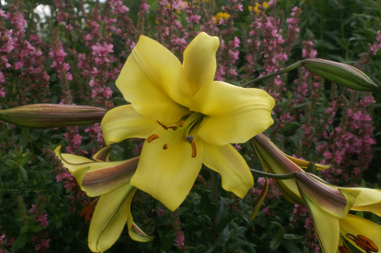 Buy Lily Golden Splendour Bulbs | J Parker Dutch Bulbs