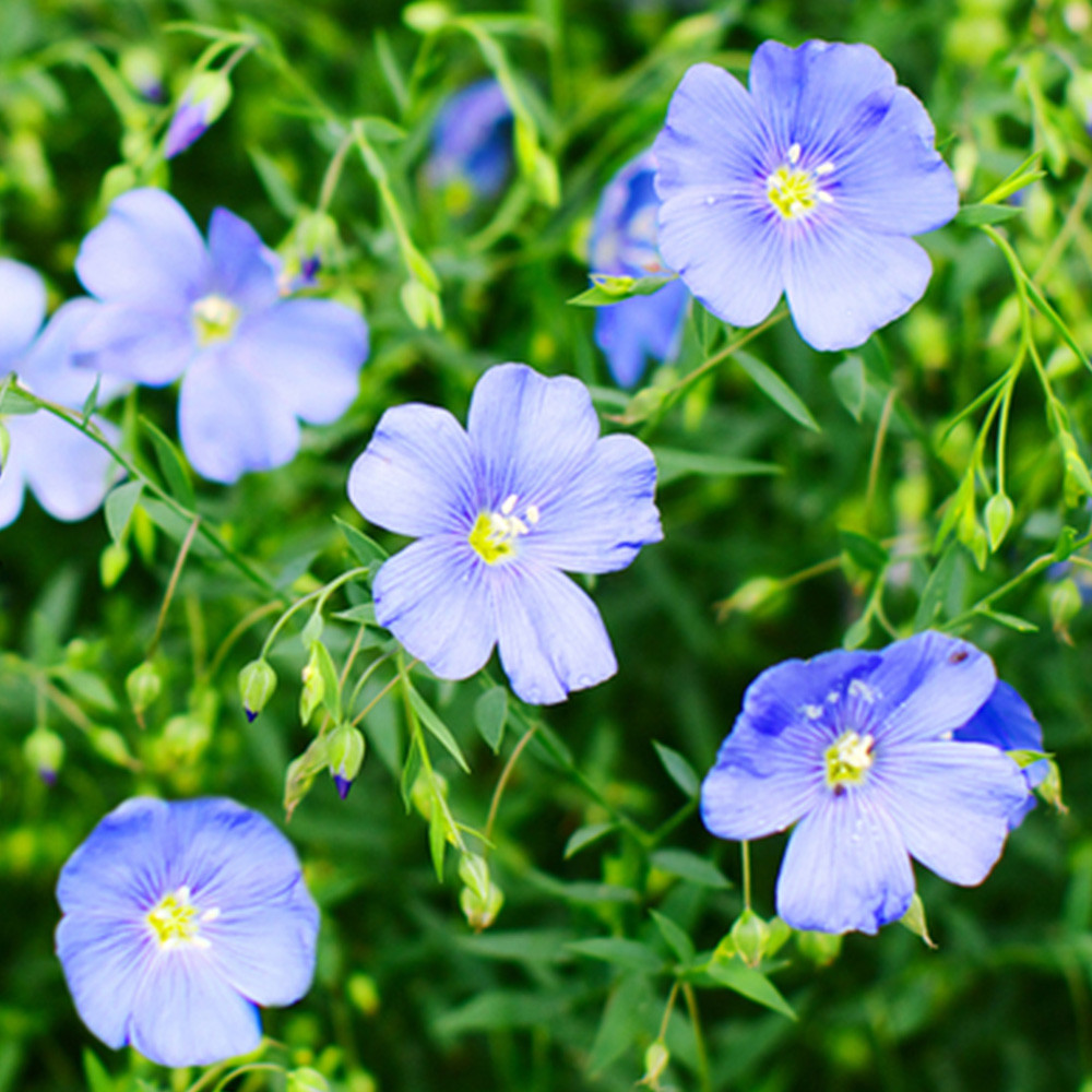 Linum Perenne | J Parker Dutch Bulbs