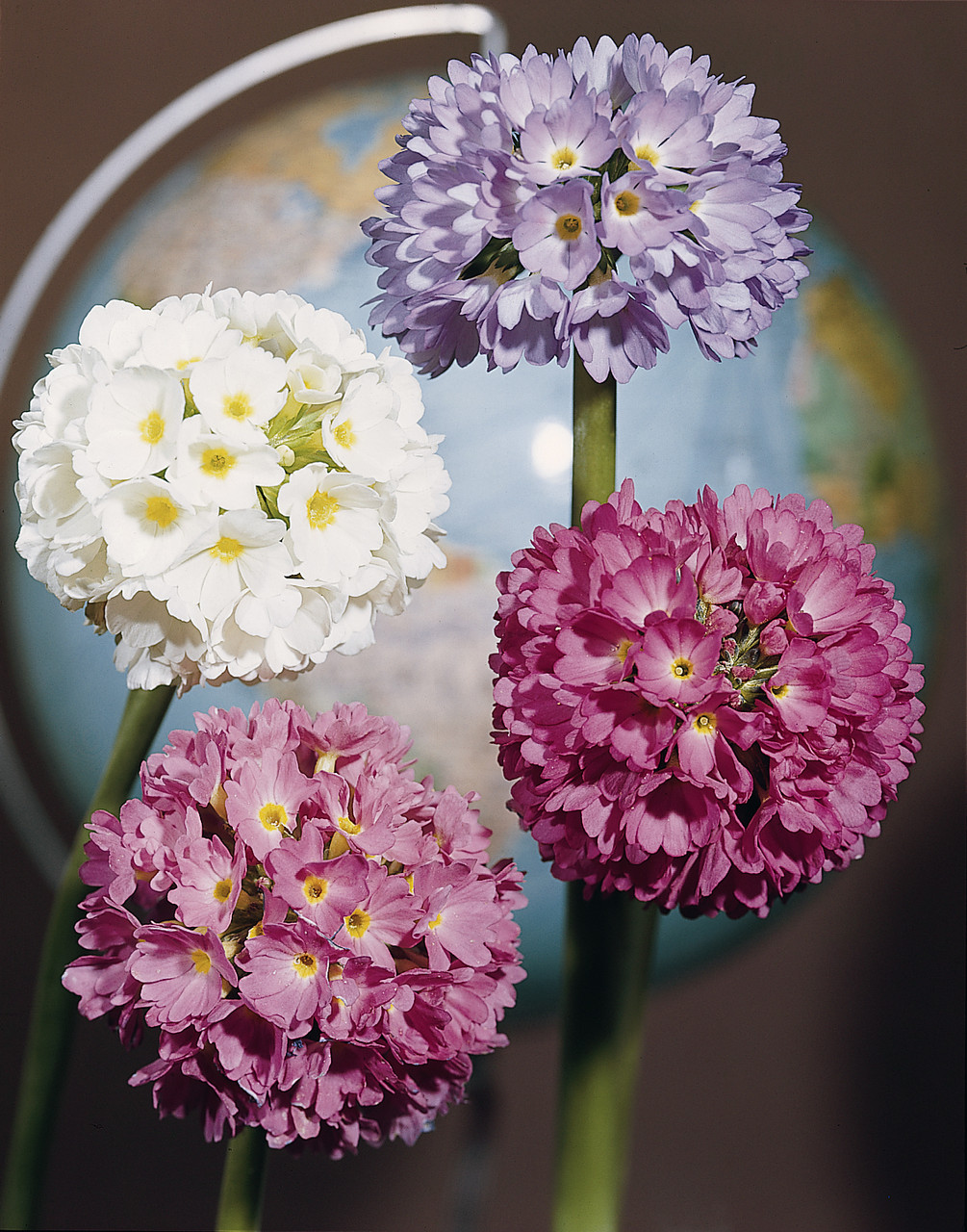 drumstick primula