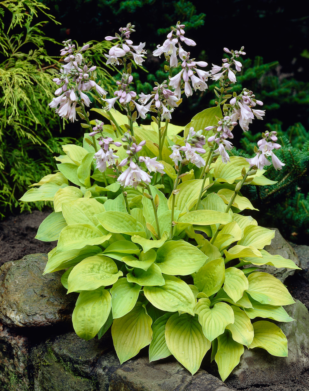 Hosta August Moon | J Parker Dutch Bulbs