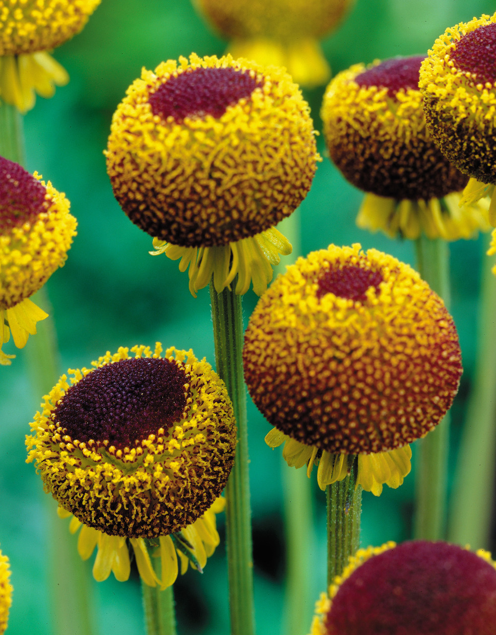 Helenium Autumn Lollipop | J Parker Dutch Bulbs
