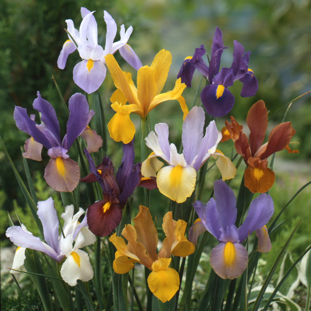 Iris Dutch Mixed | J Parker Dutch Bulbs