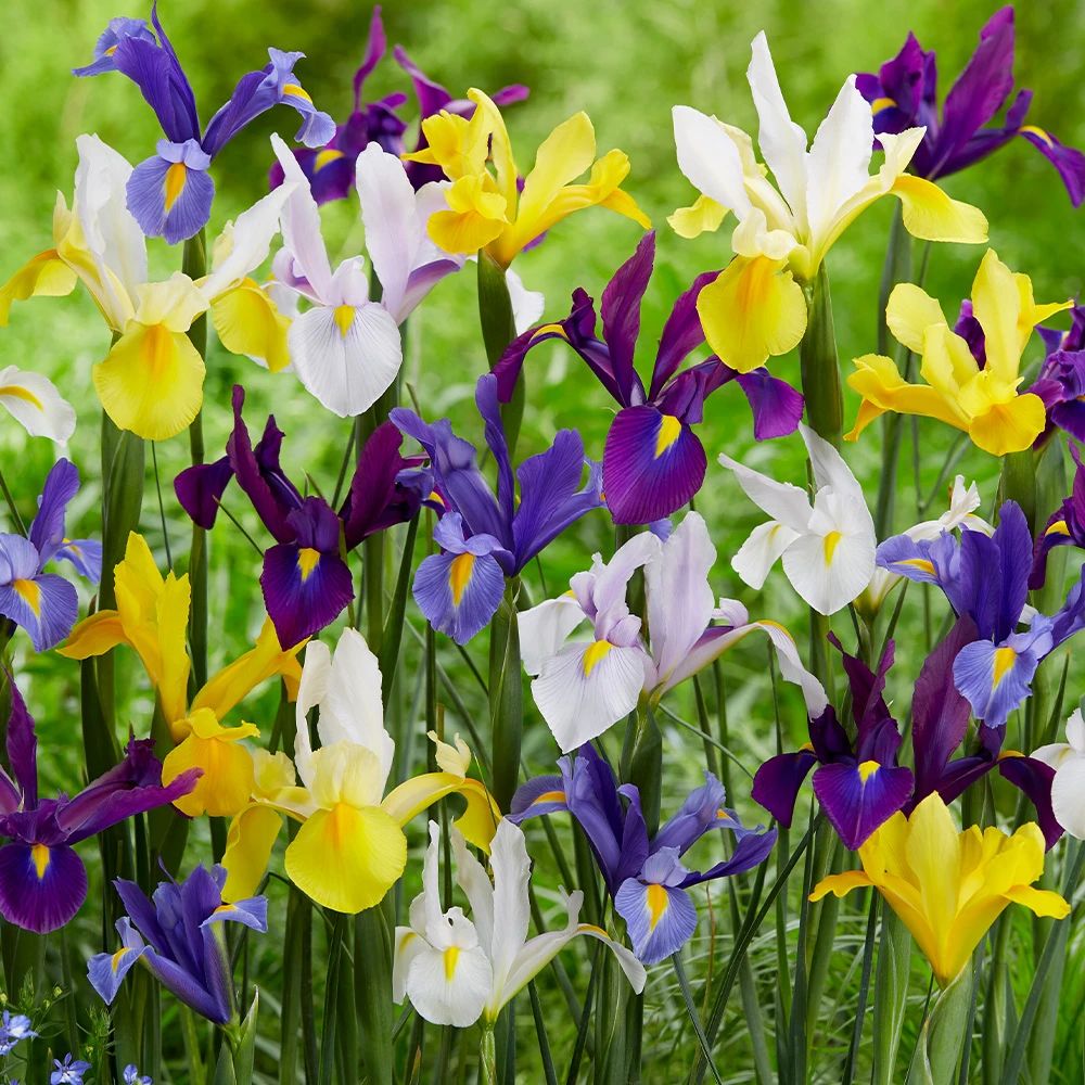 Iris Dutch Mixed | J Parker Dutch Bulbs