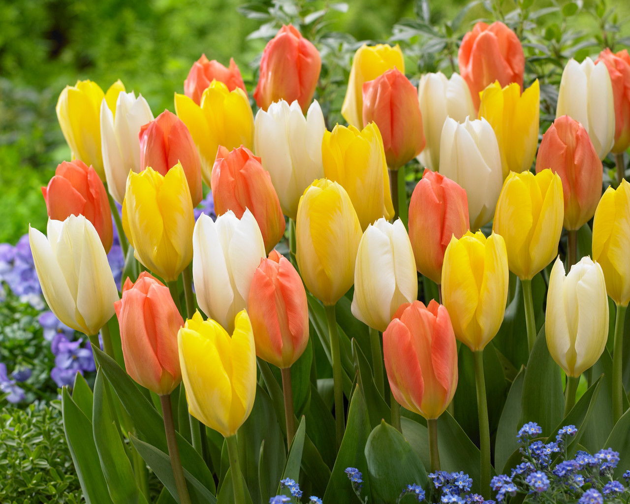 Buy Tulip Purissima at jparkers.co.uk