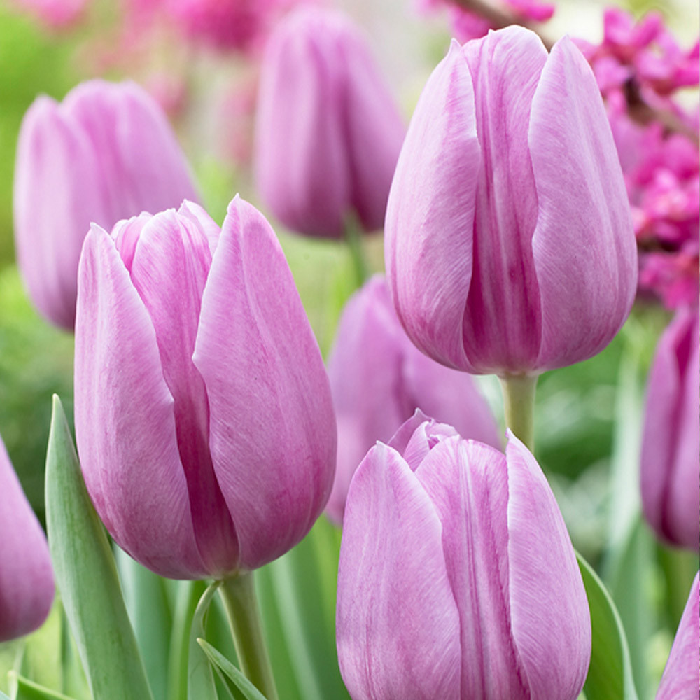 Tulip Violet Beauty | J Parker Dutch Bulbs
