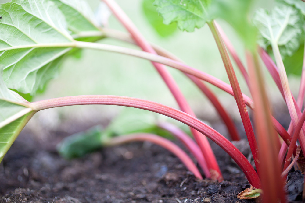 Buy Rhubarb Timperley Early | J Parker Dutch Bulbs