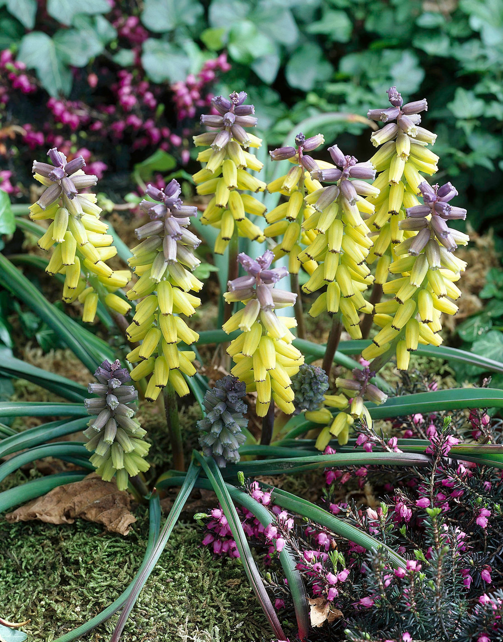 Buy Muscari Golden Fragrance - J Parker Dutch Bulbs