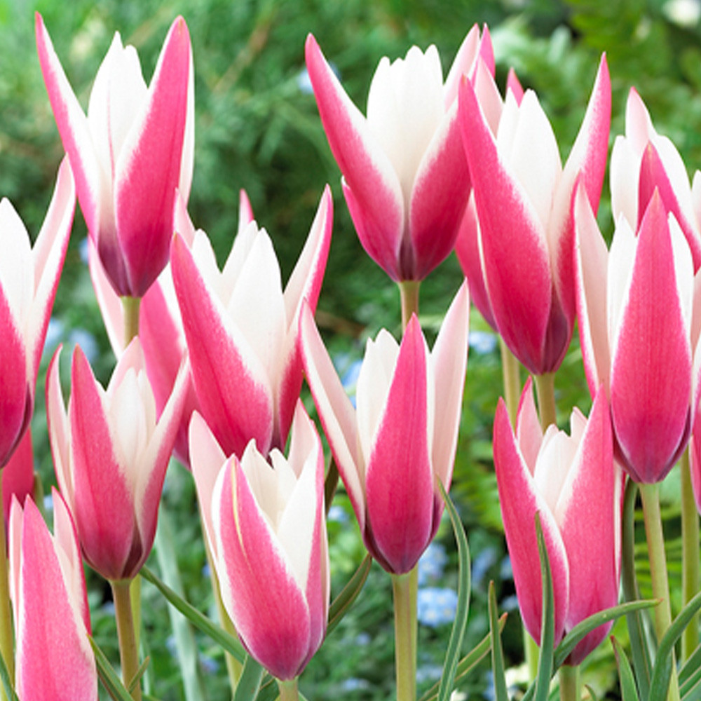 Buy Tulip Peppermint Stick 5/6cm at jparkers.co.uk