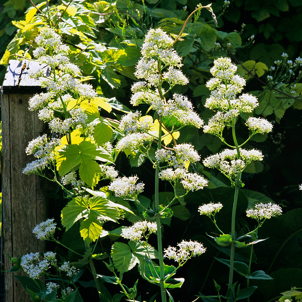 Centranthus ruber Albus | J Parker Dutch Bulbs