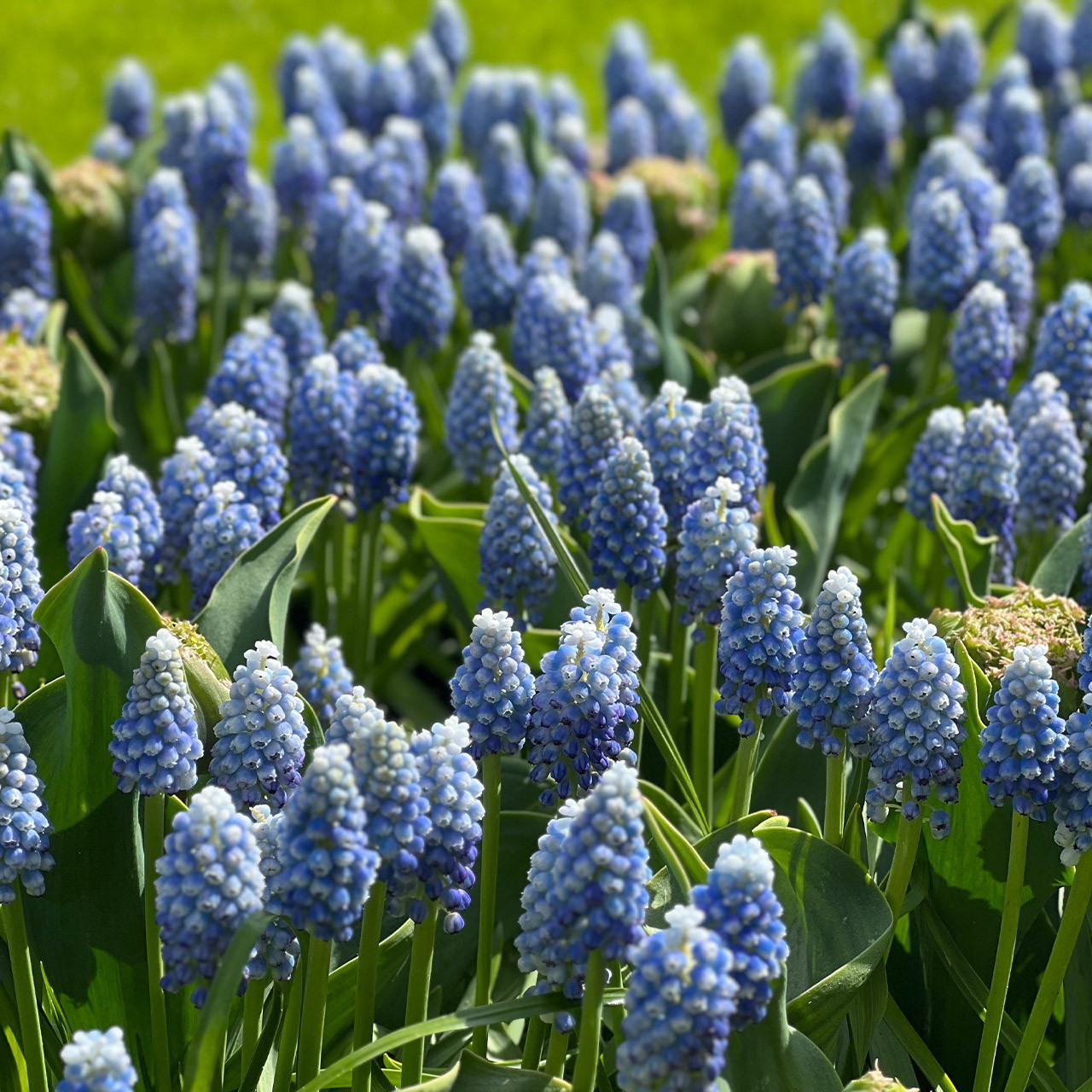 Buy Muscari Ocean Magic | J Parker Dutch Bulbs