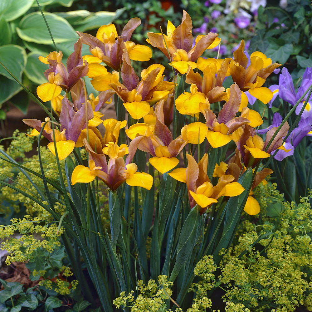Shop Iris Bronze Perfection | J. Parker's