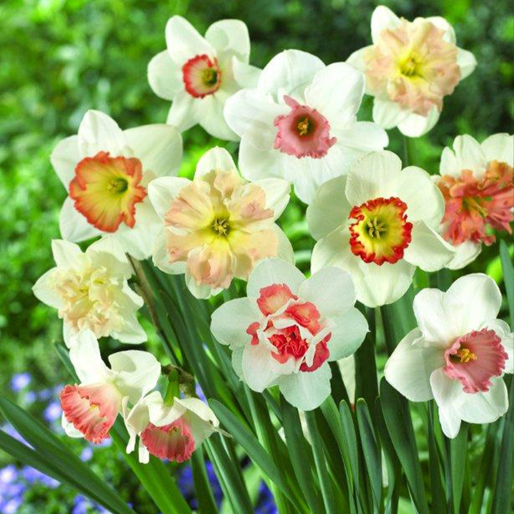 White And Pink Daffodils Buy Wholesale Pink Tipped White Daffodil