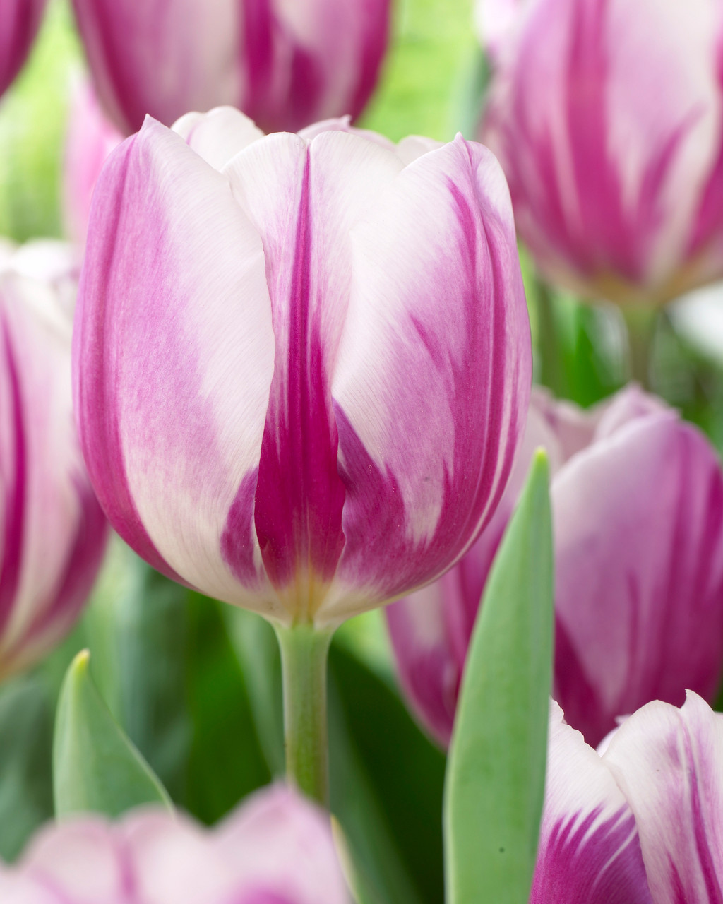 Buy Tulip Flaming Flag at jparkers.co.uk