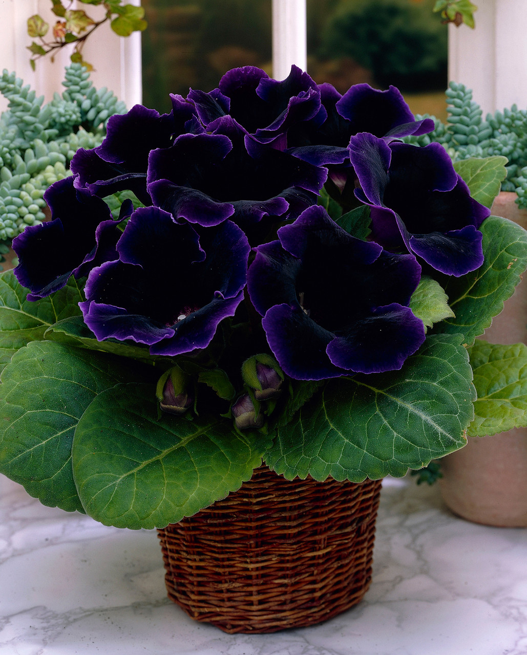 gloxinia uk