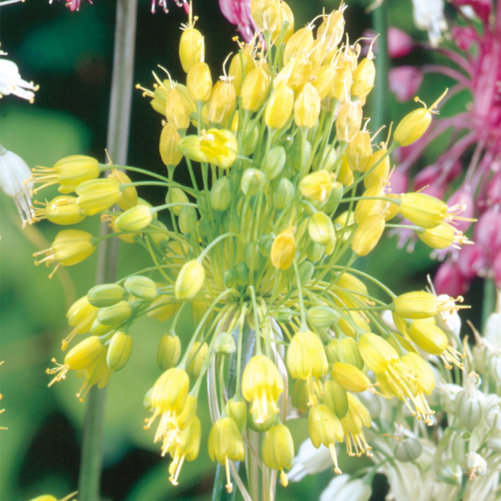 Buy Allium Fireworks Bulbs | J Parker Dutch Bulbs