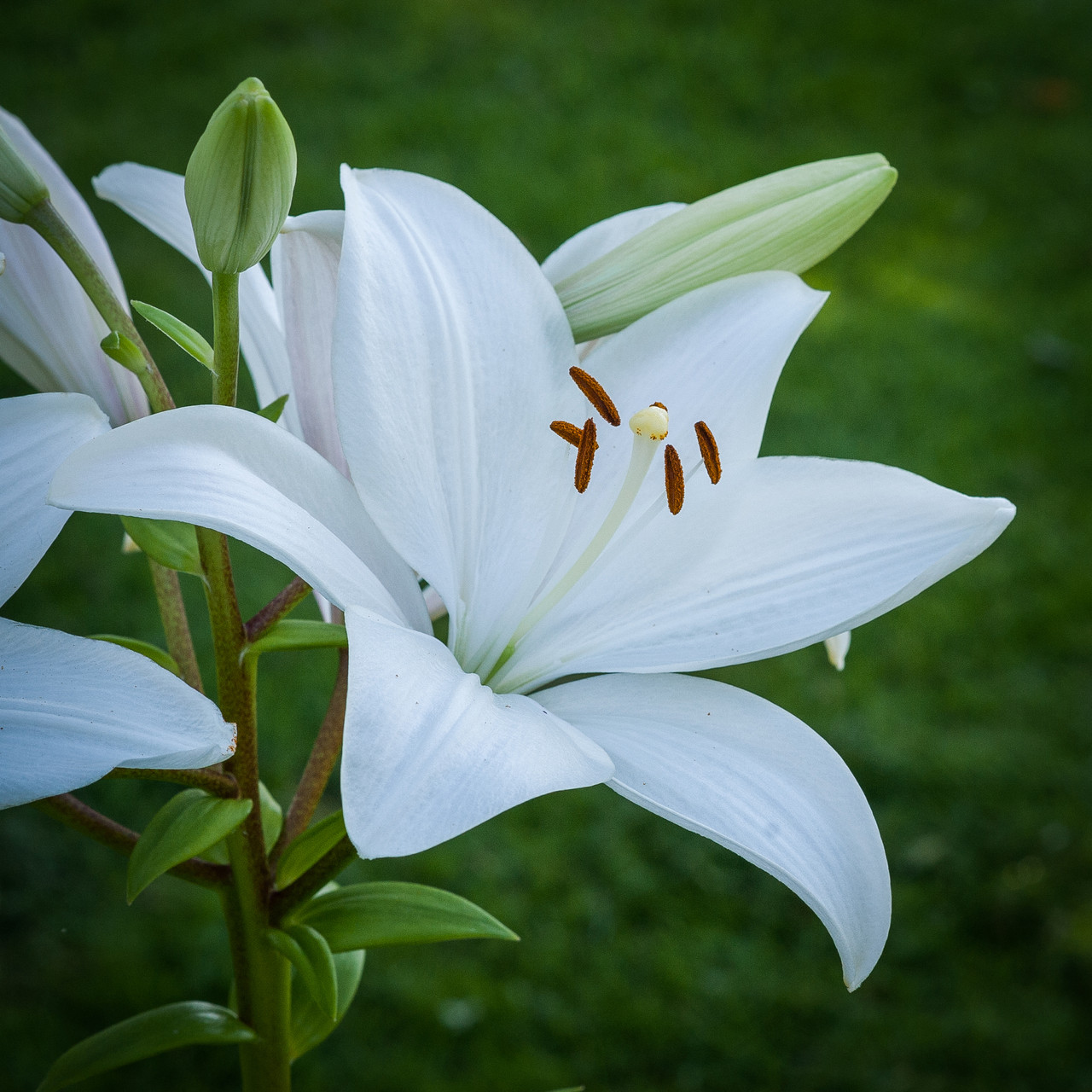 Lily Bright Diamond - J Parker Dutch Bulbs