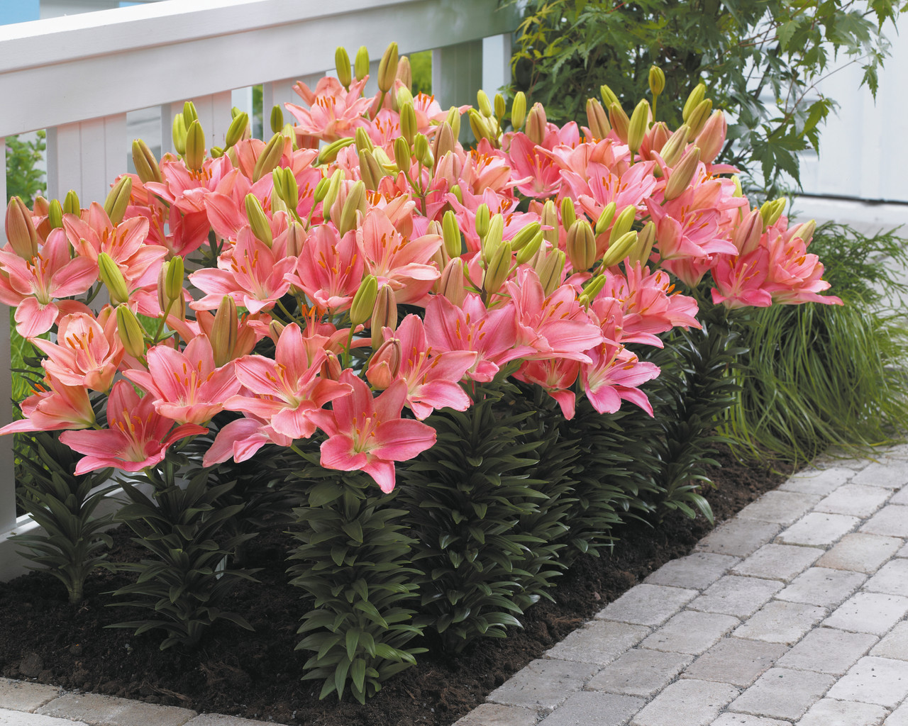 Buy Lily Foxtrot Bulbs | J Parker Dutch Bulbs