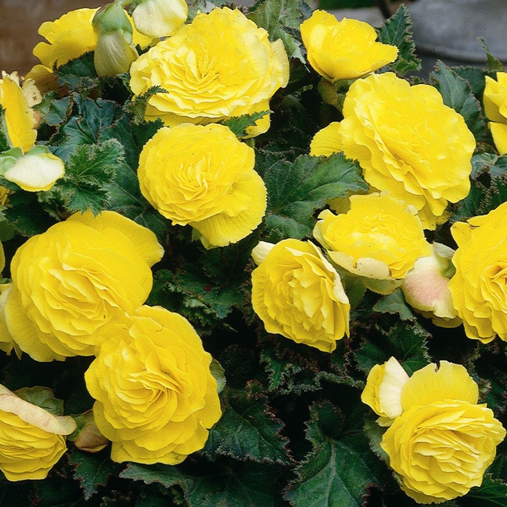 Begonia Non Stop Yellow | J Parker Dutch Bulbs