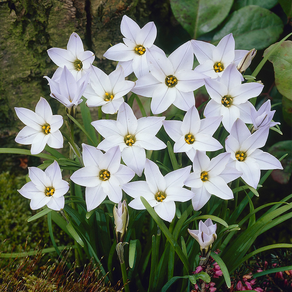Shop Ipheion (Starflower) Uniflorum (Blue) | J. Parker's Dutch Bulbs