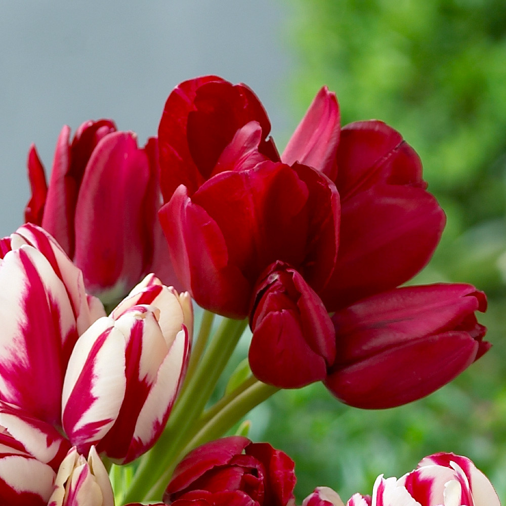 Buy Tulip Fiery Club at jparkers.co.uk