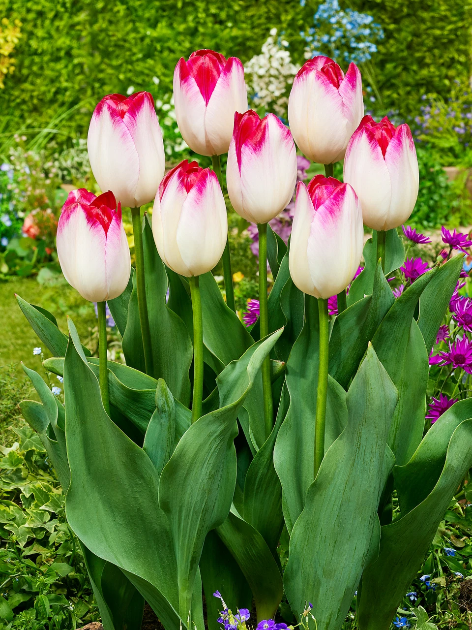 Tulip Supri Erotic | J Parker Dutch Bulbs