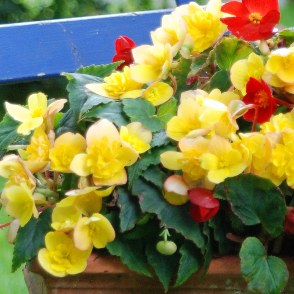 Begonia Multiflora Helene Harms | J Parker Dutch Bulbs