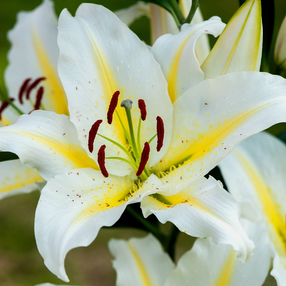 Buy Lily Baferarri Bulbs | J Parker Dutch Bulbs