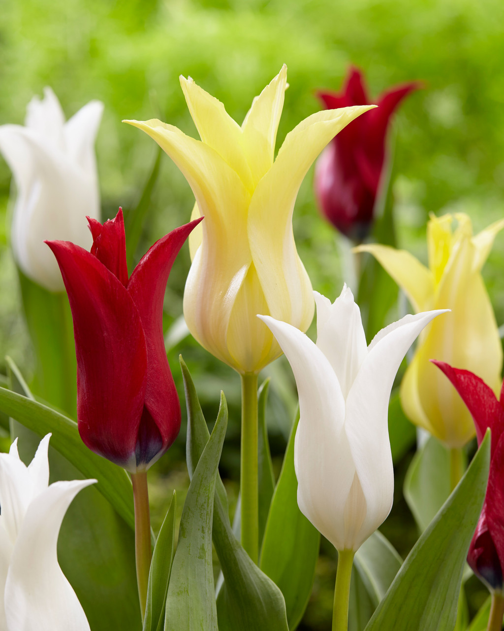 Buy Tulip Tres Chic (Saver Sized Bulbs) at jparkers.co.uk