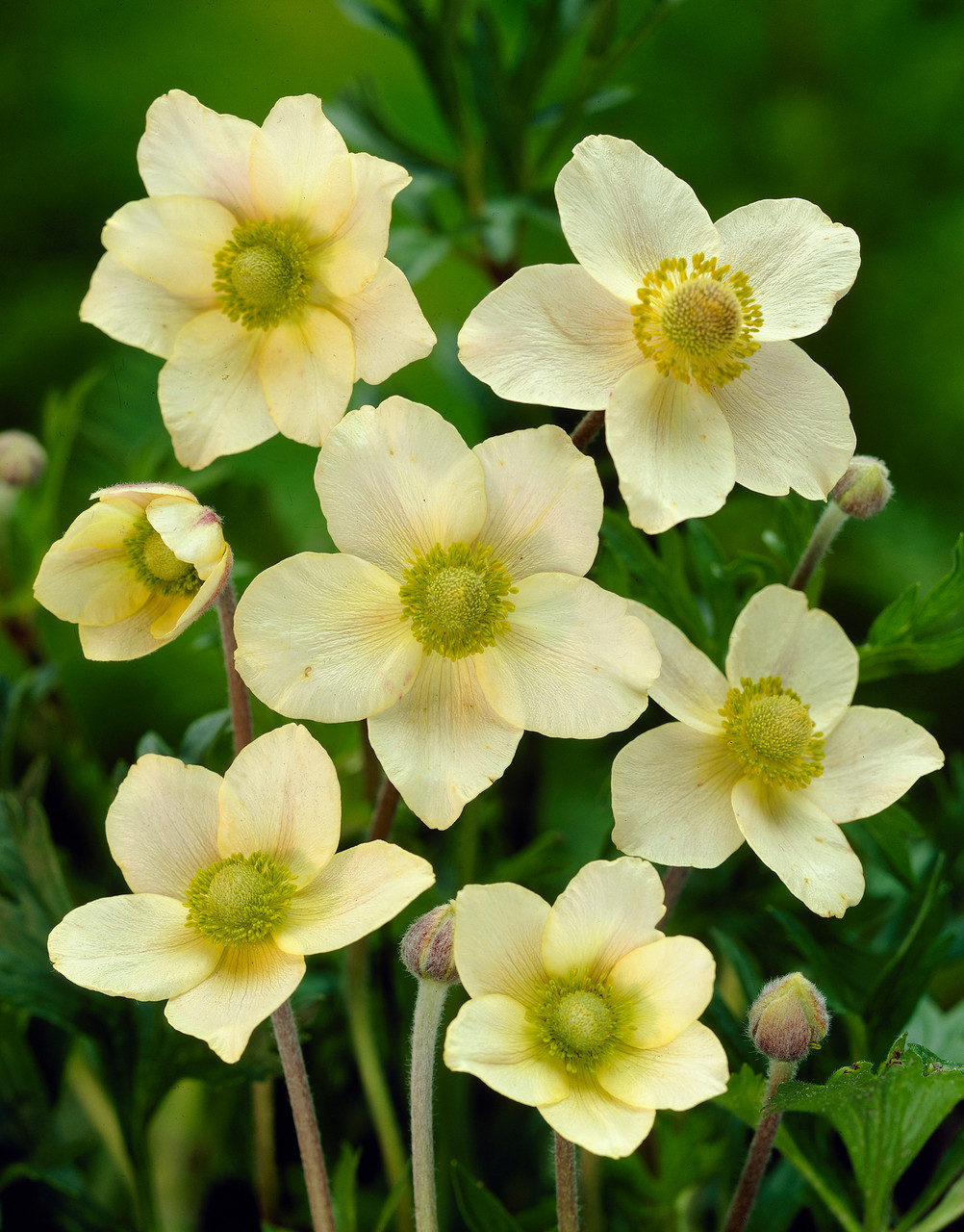 Anemone Multifida Major | J Parker Dutch Bulbs