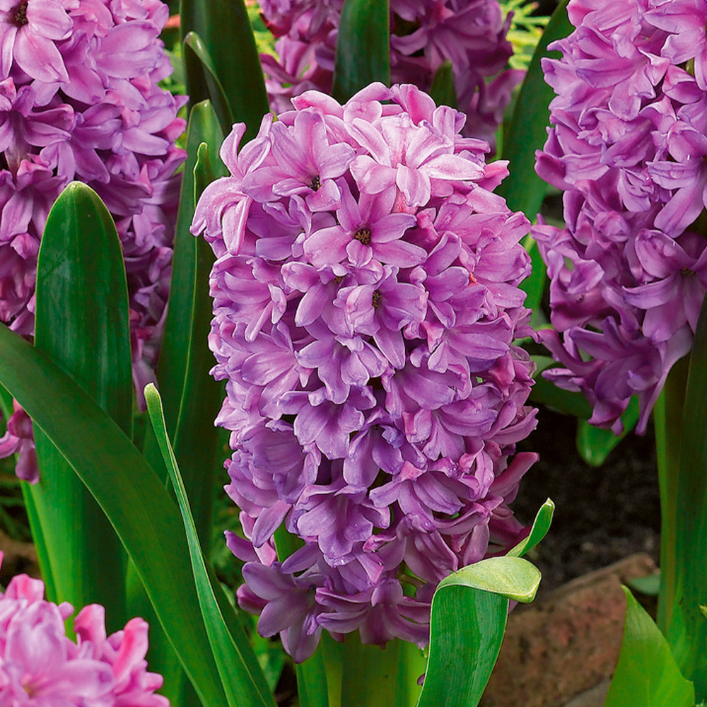 Purple Hyacinth Growth Beautiful Blue Hyacinth Bulbs For Sale Online