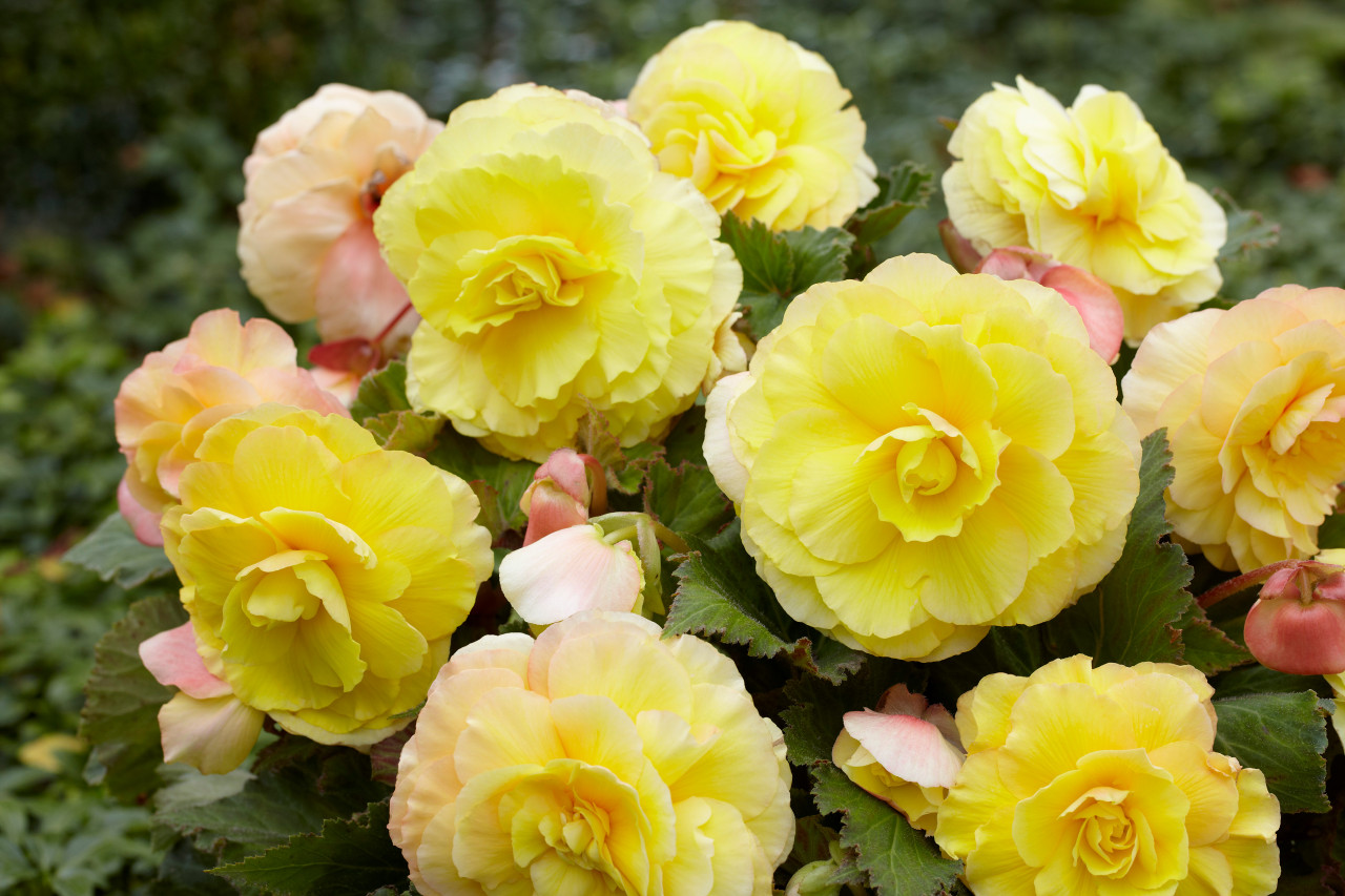 Begonia Mighty Mini Superba Yellow | J Parker Dutch Bulbs
