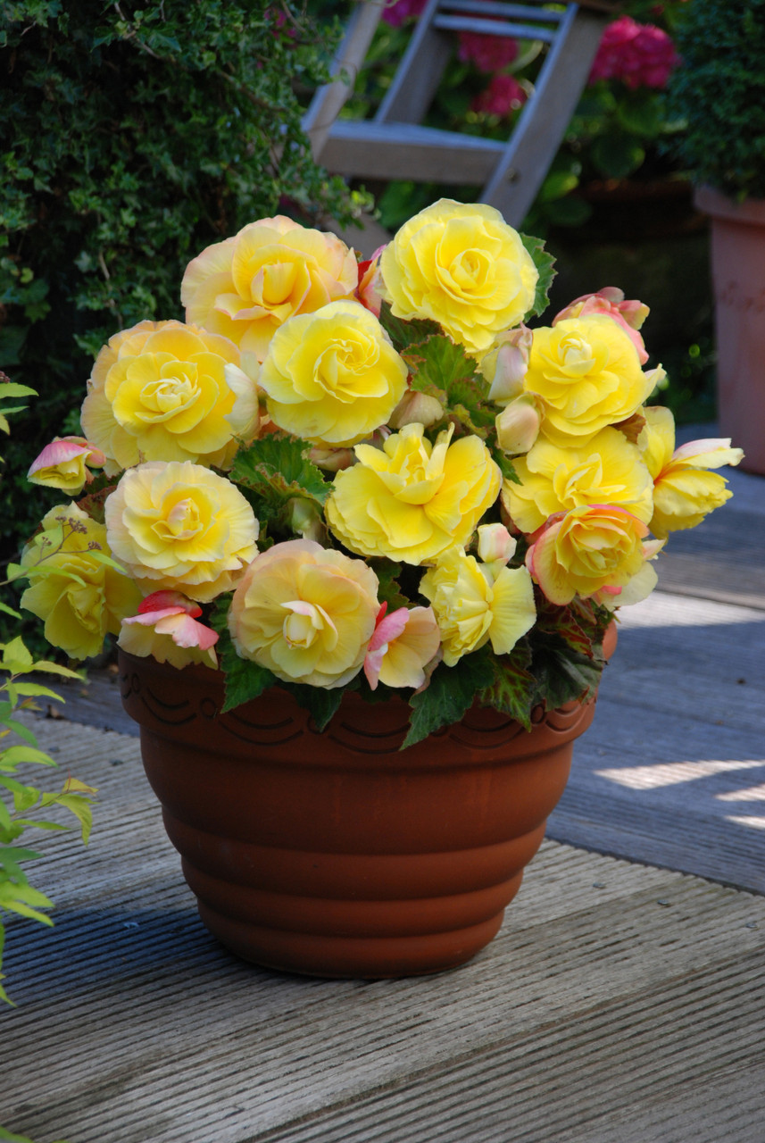 Begonia Mighty Mini Superba Yellow | J Parker Dutch Bulbs