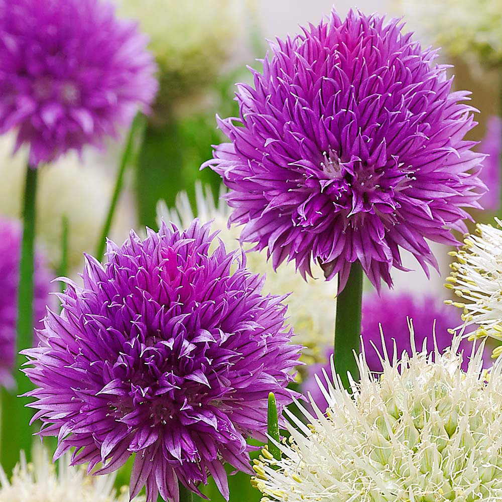 Buy Allium schoenoprasum 'Forrescate' | J Parkers Dutch Bulbs