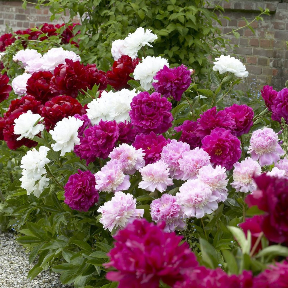 Peony Mix | J Parker Dutch Bulbs