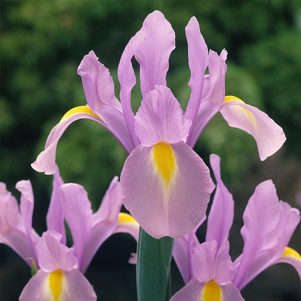 Iris Dutch 'Rosario' | J Parker Dutch Bulbs