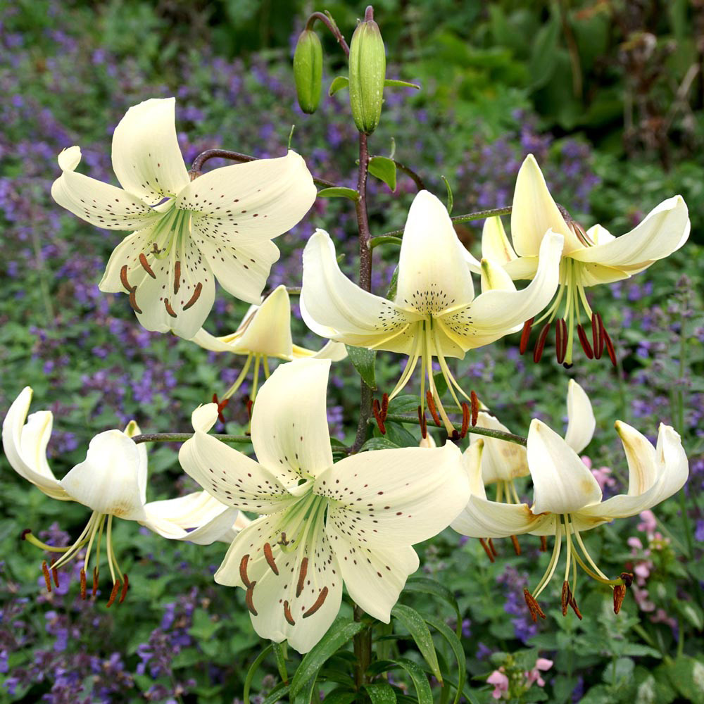 Buy Lily White Twinkle - J Parker Dutch Bulbs