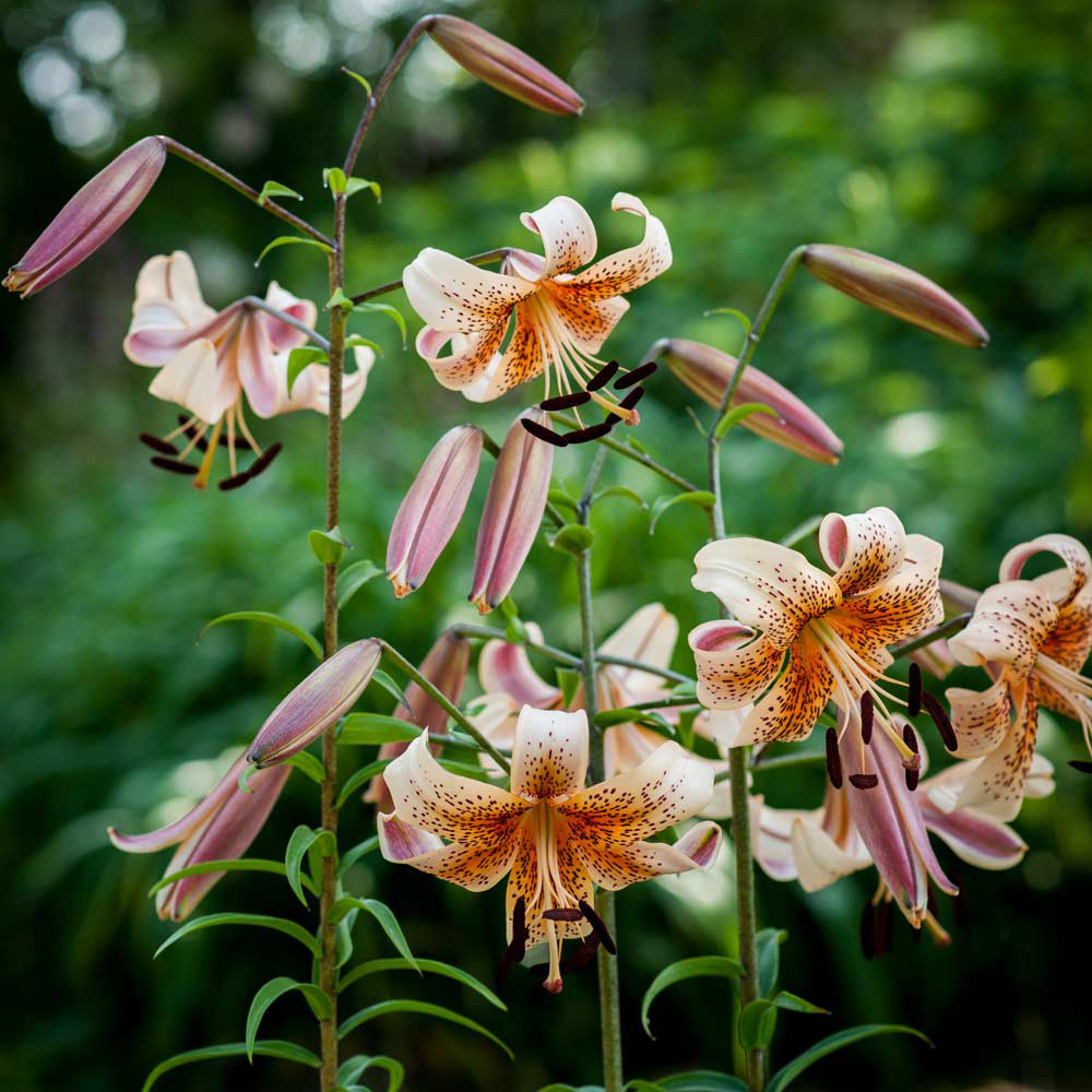 Buy Lily Tiger Babies - J Parker Dutch Bulbs