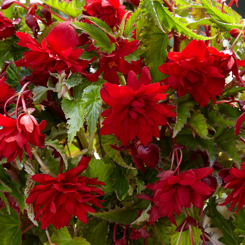 Cascading Begonia Red 3/4cm | J. Parker's