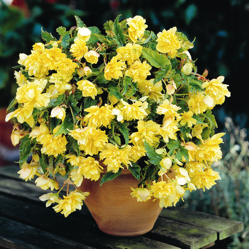 Cascading Begonia Yellow 3/4cm | J Parker Dutch Bulbs