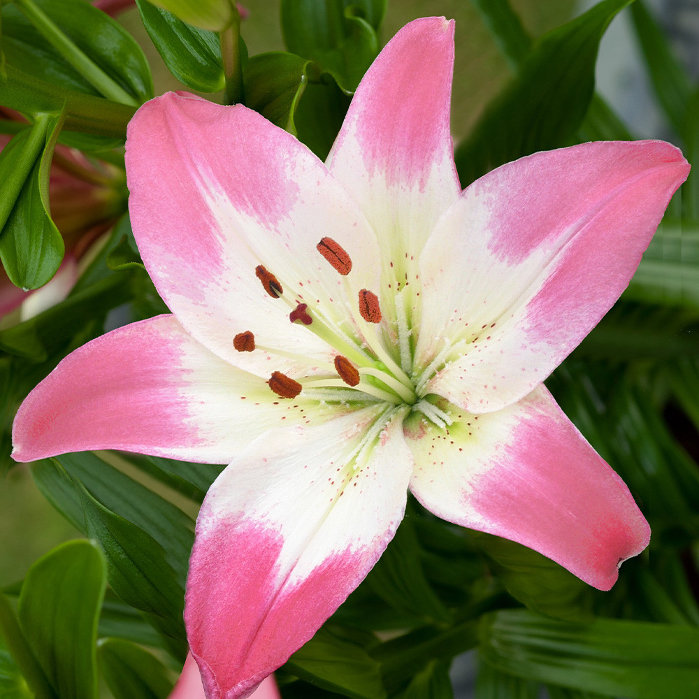 Lilium Levi | J Parker Dutch Bulbs