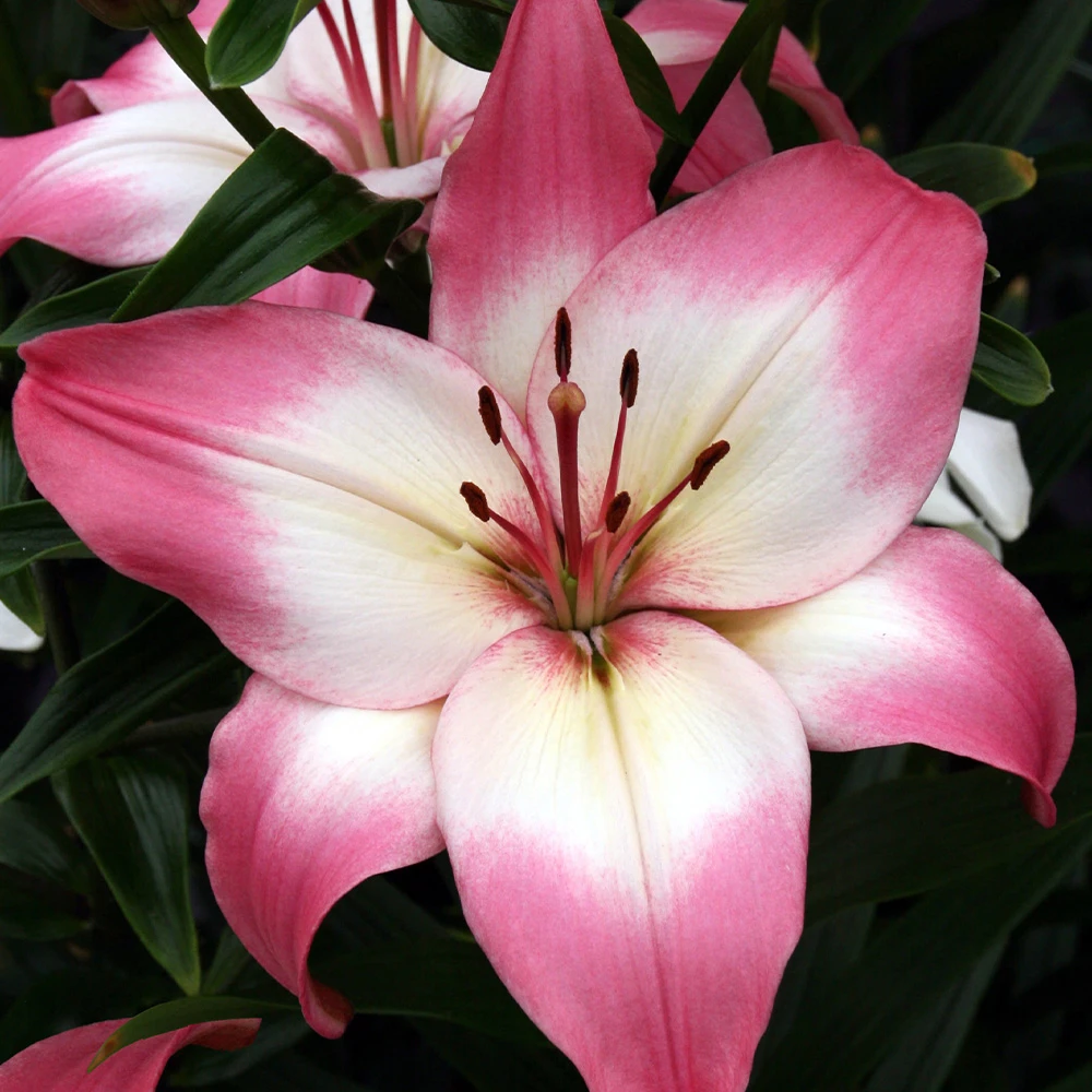 Lilium Levi | J Parker Dutch Bulbs