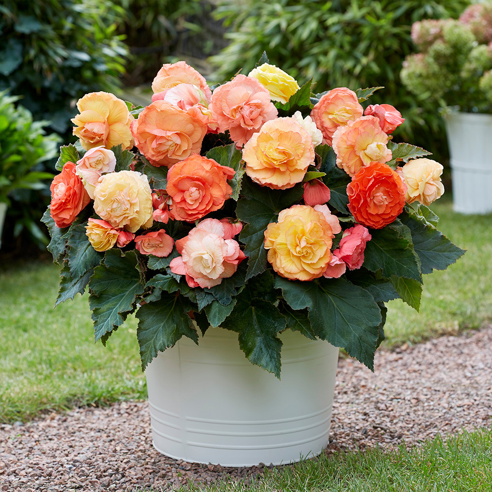 Begonia Superba Bolero | J Parker Dutch Bulbs