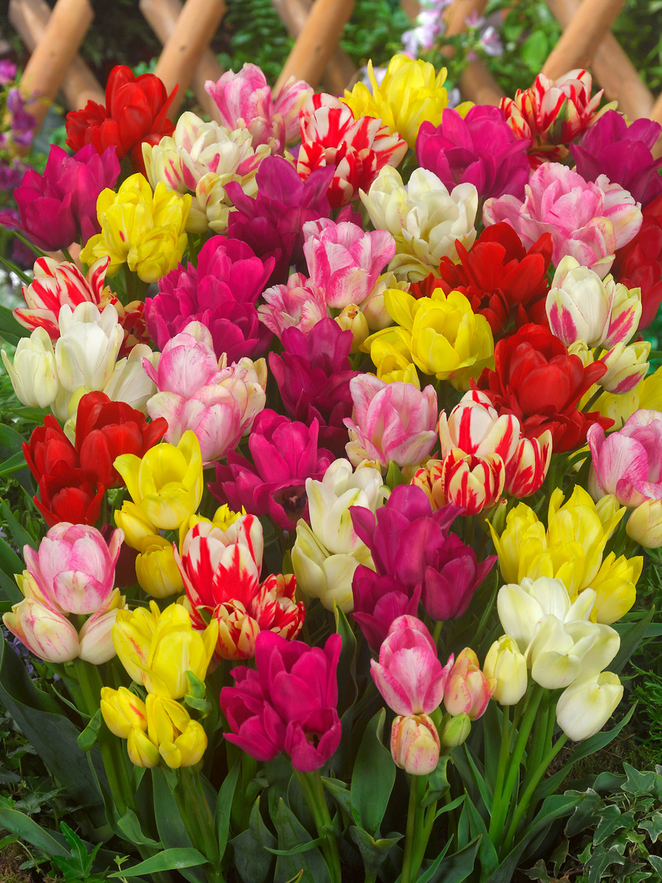 Buy Tulip Compact Multi-flower Mixed (Saver Sized Bulbs) at jparkers.co.uk