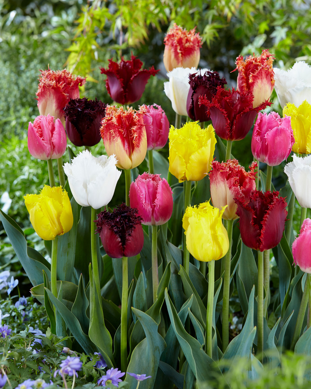 Buy Tulip Fringed Mixed - J Parker Dutch Bulbs