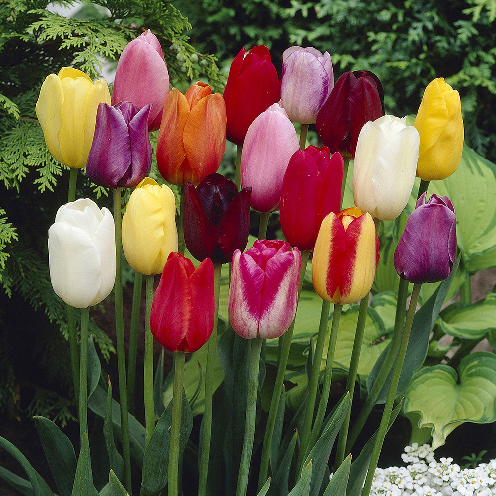 Buy Tulip Single Late Mixed at jparkers.co.uk