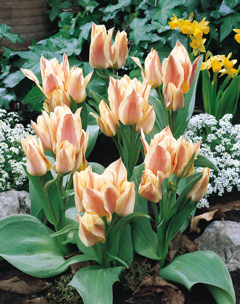 Tulip Quebec - JParkers