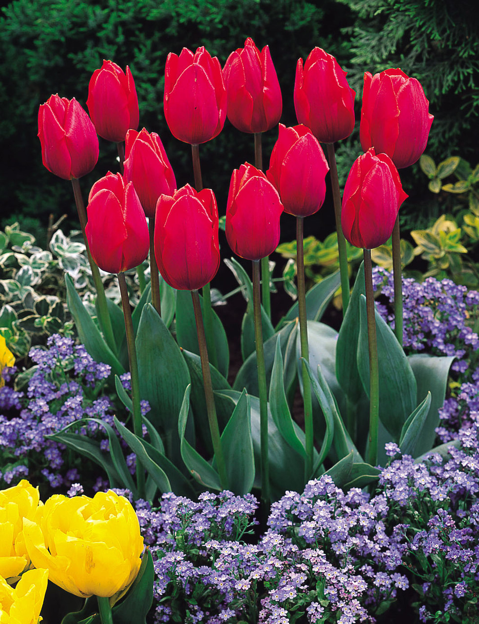 Tulip Coleur Cardinal - JParkers