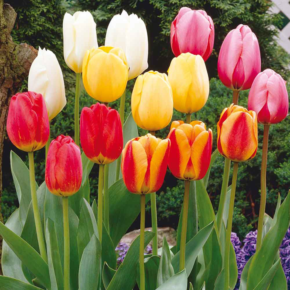 Tulip Darwin Hybrid Mixed - JParkers