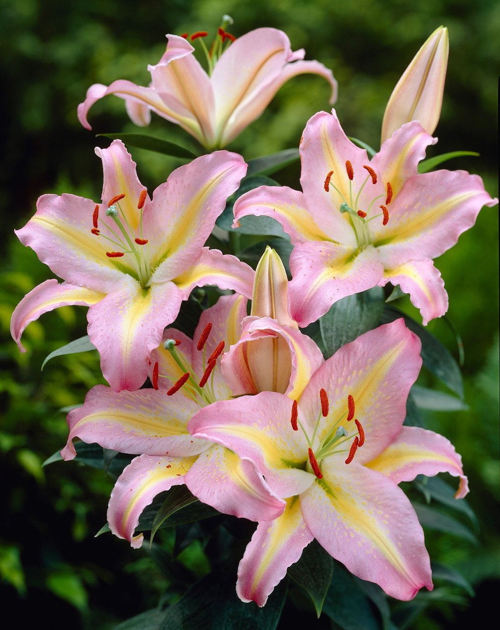 Lilium Tom Pouce - JParkers